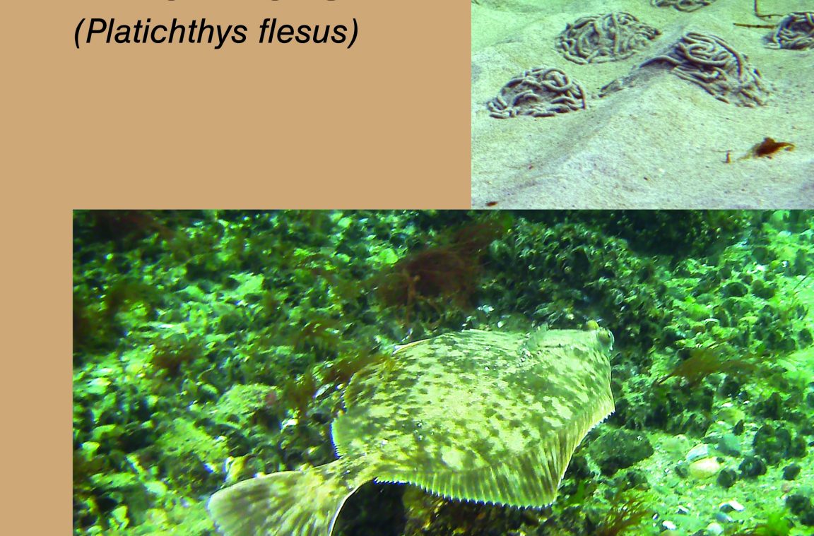 Die Flunder ist Fisch des Jahres 2017 - Rute & Rolle