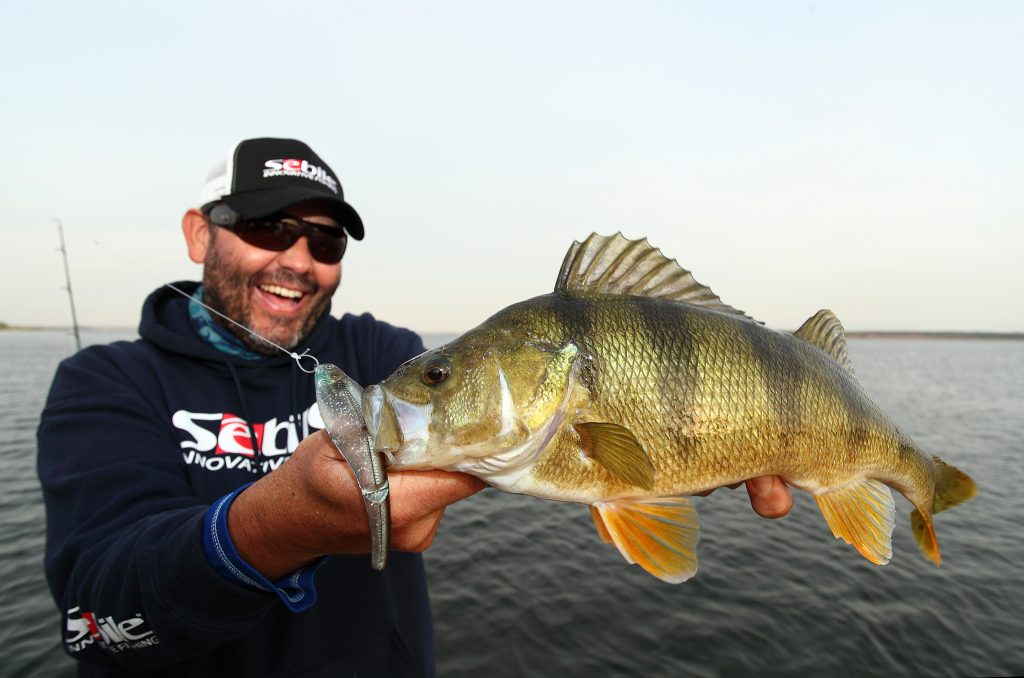 Barsch (Percidae) - Fischkunde - Rute & Rolle