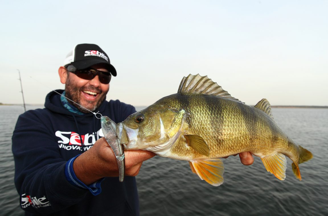 Barsch (Percidae) - Fischkunde - Rute & Rolle