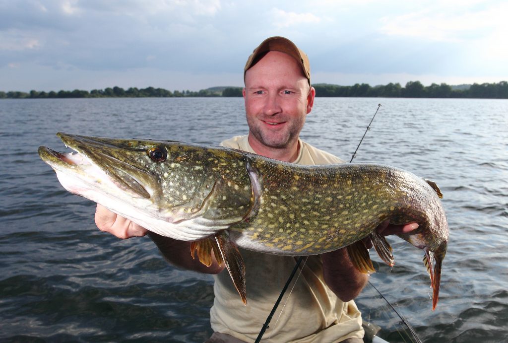 Hecht (Esox lucius) - Fischkunde - Rute & Rolle