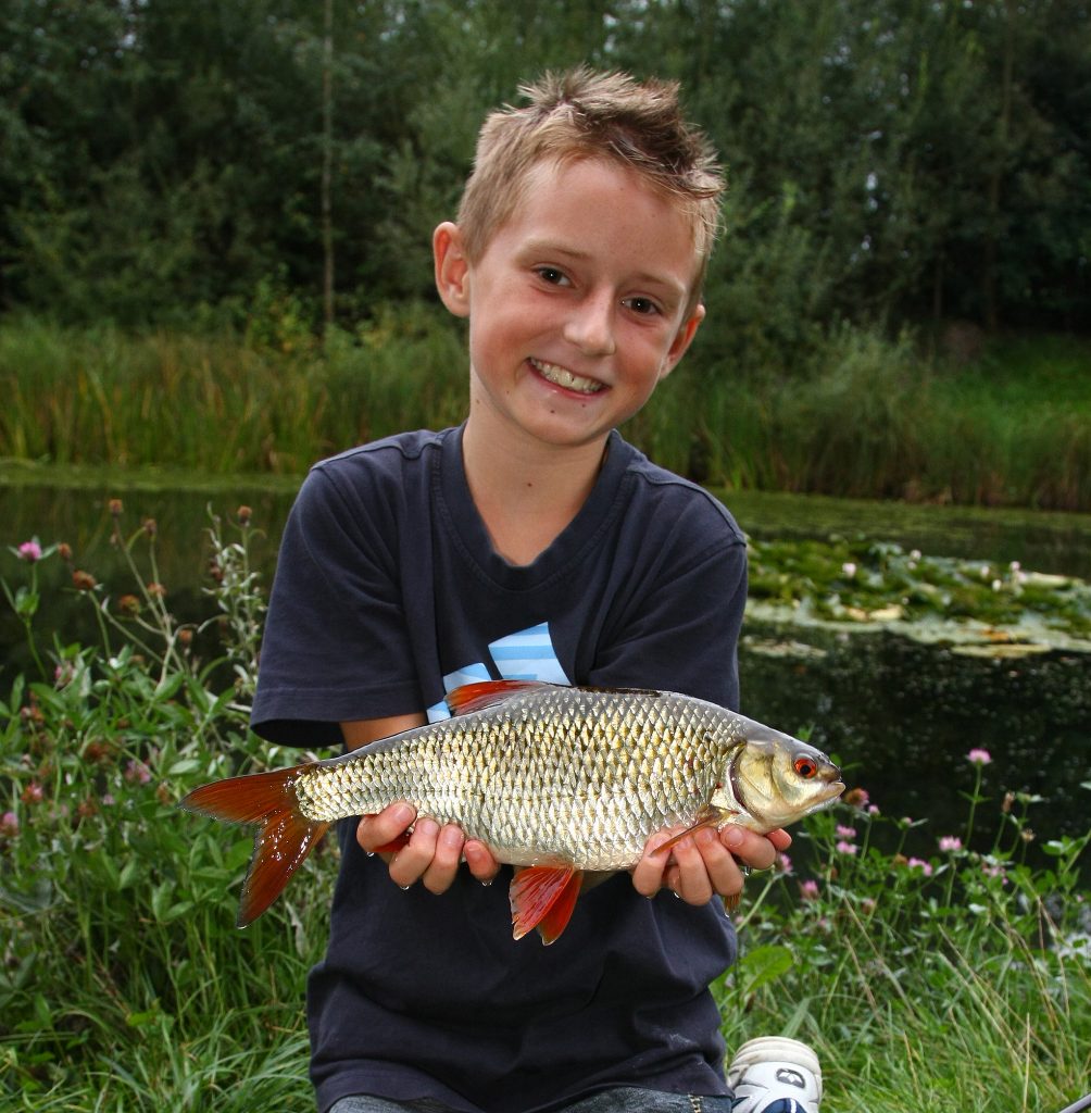 Rotauge (Rutilus rutilus) - Fischkunde - Rute & Rolle