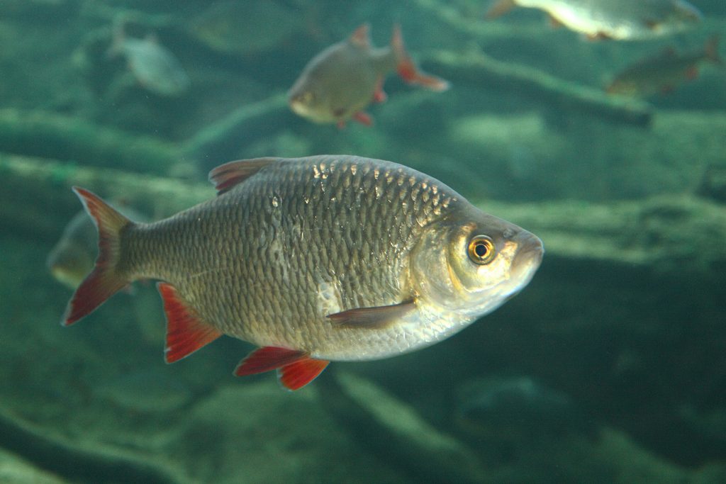 Rotfeder (Scardinius erythrophthalmus) - Fischkunde - Rute & Rolle