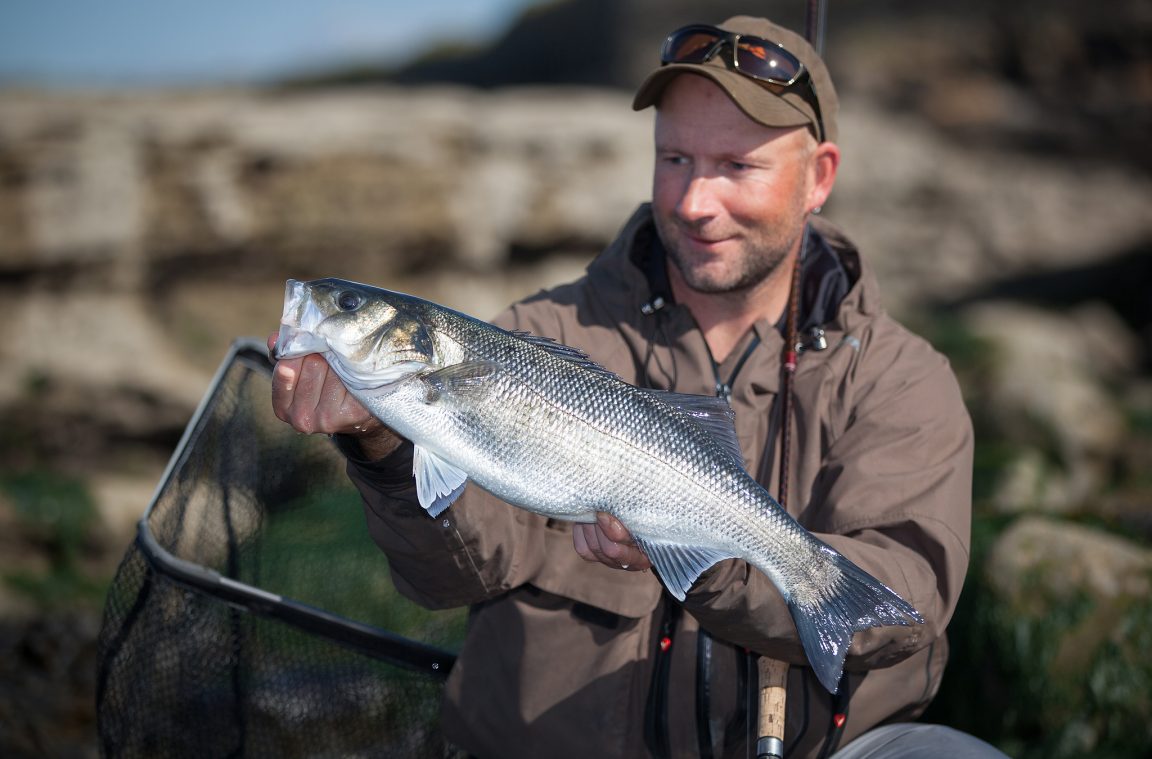 Wolfsbarsch (Dicentrarchus labrax) - Fischkunde - Rute & Rolle