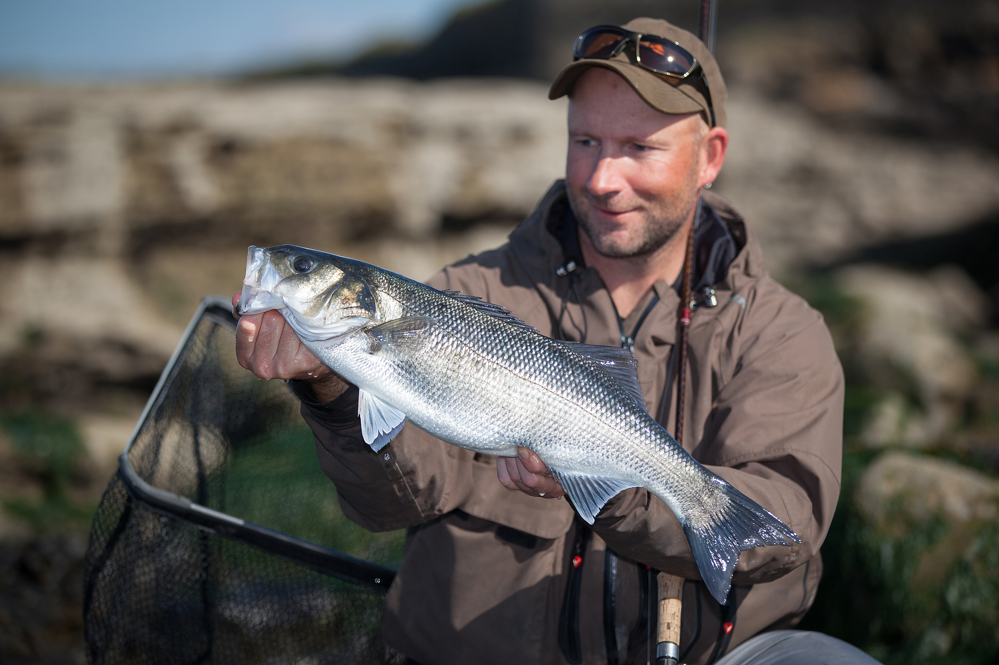 Wolfsbarsch (Dicentrarchus labrax) - Fischkunde - Rute & Rolle