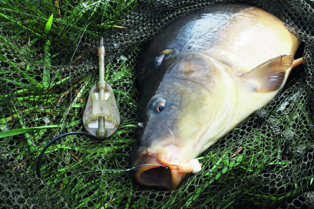 Friedfische: Mittendrauf statt nur dabei - RUTE & ROLLE – Dein Angelmagazin
