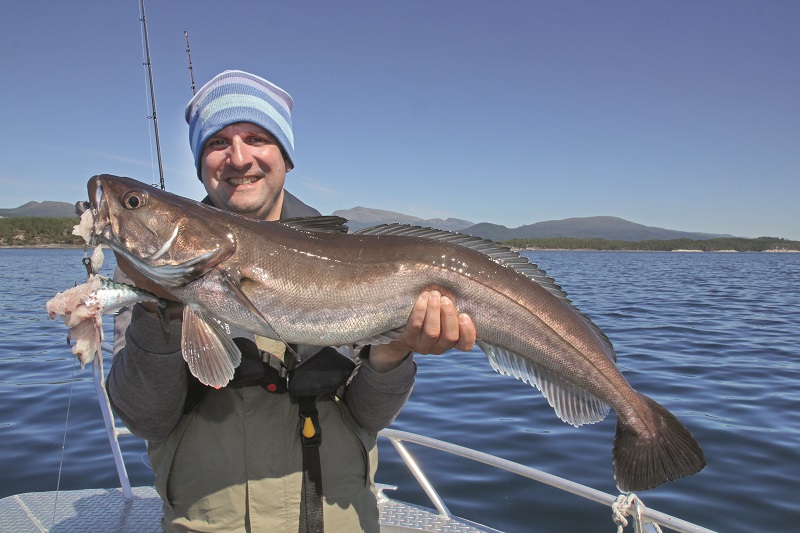Seehecht: So fängst du ihn! - Angeln in Norwegen - RUTE & ROLLE