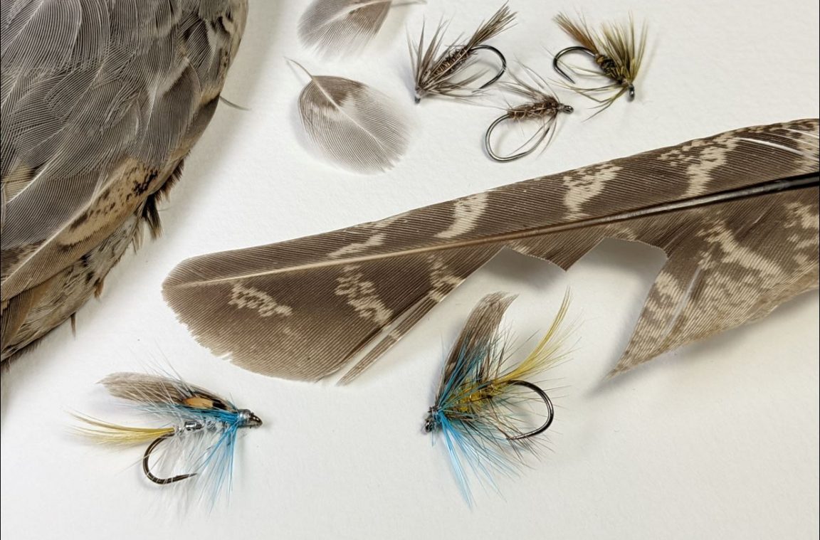 Feine Feder vom Fasan - RUTE & ROLLE - FISCH & FLIEGE