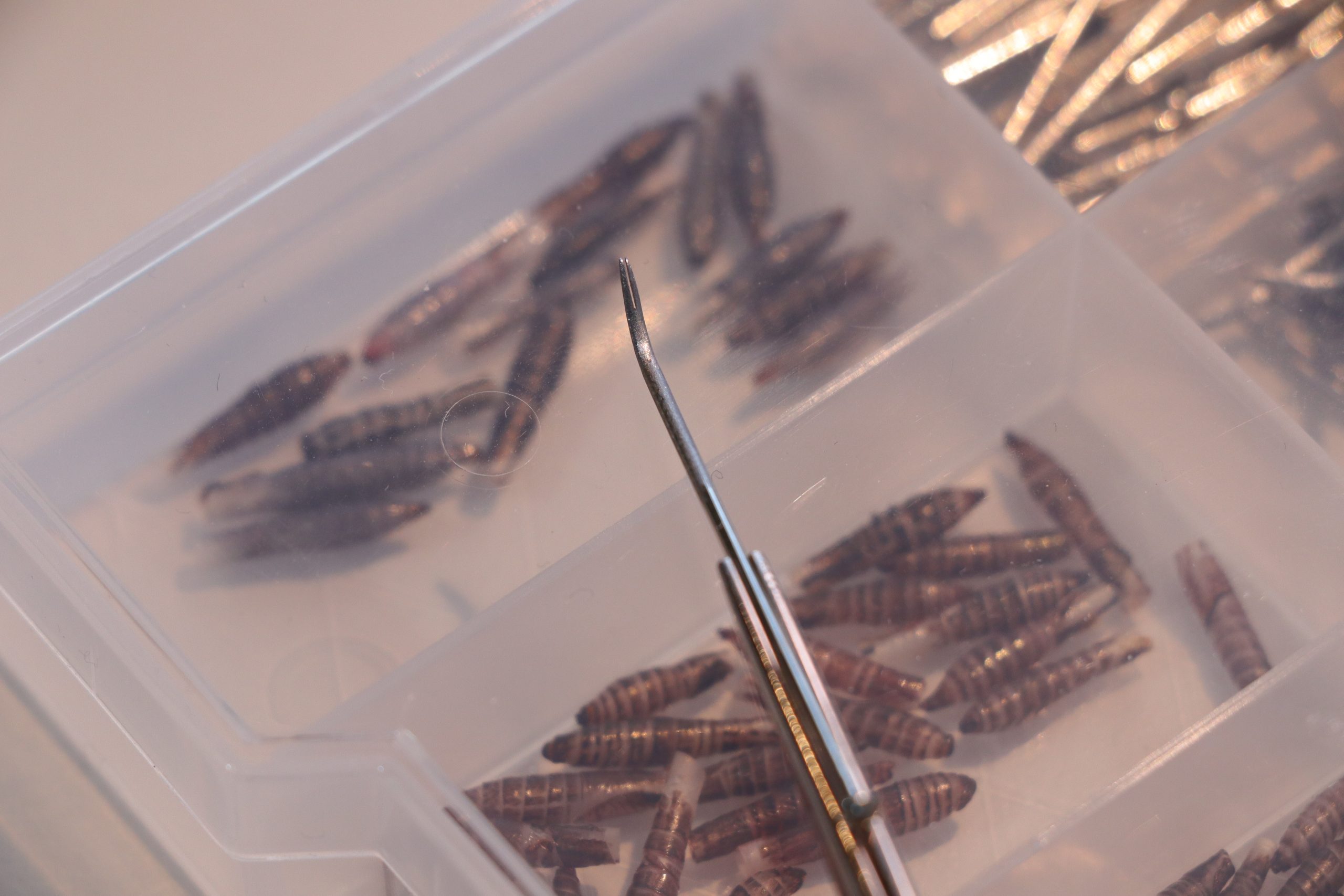 Brenn' Dir einen - FISCH & FLIEGE 70 - RUTE & ROLLE