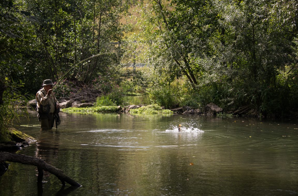 Hotspot Wiesenbach FISCH & FLIEGE RUTE & ROLLE – Dein Angelmagazin